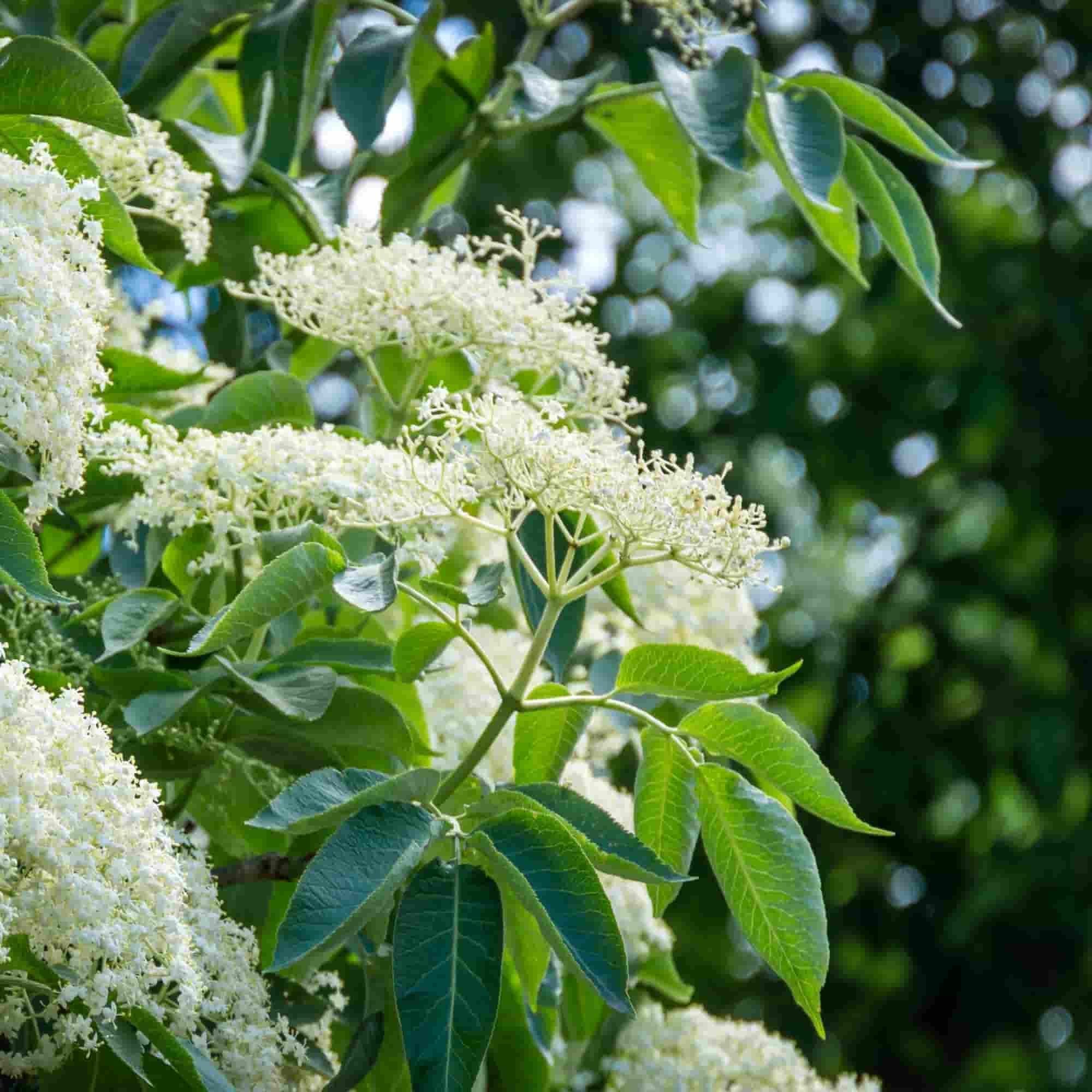 Elder (Sambucus nigra) bare root hedging plants – R J Trees and Hedging Ltd