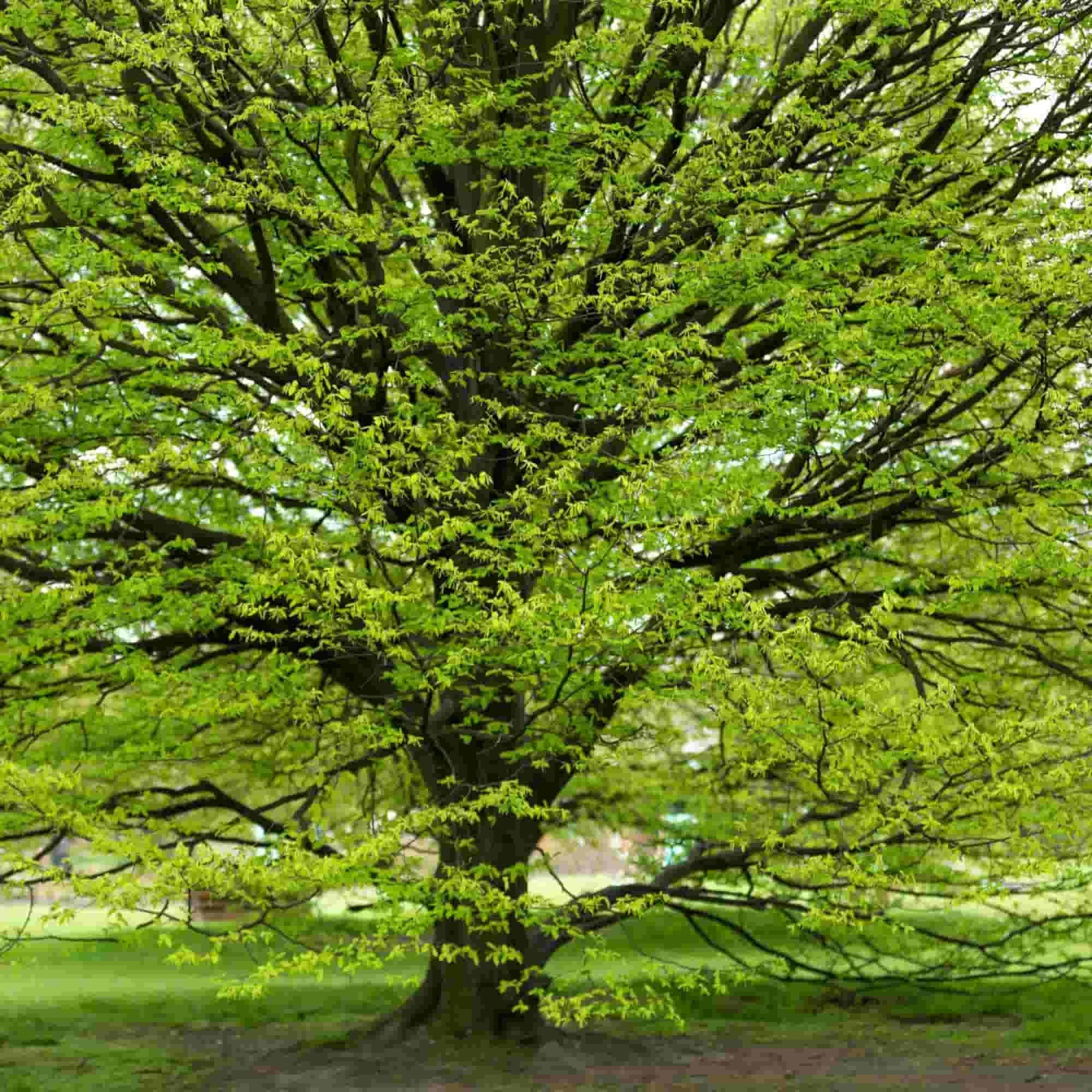 Hornbeam (Carpinus betulus) bare root hedge plants – R J Trees and ...