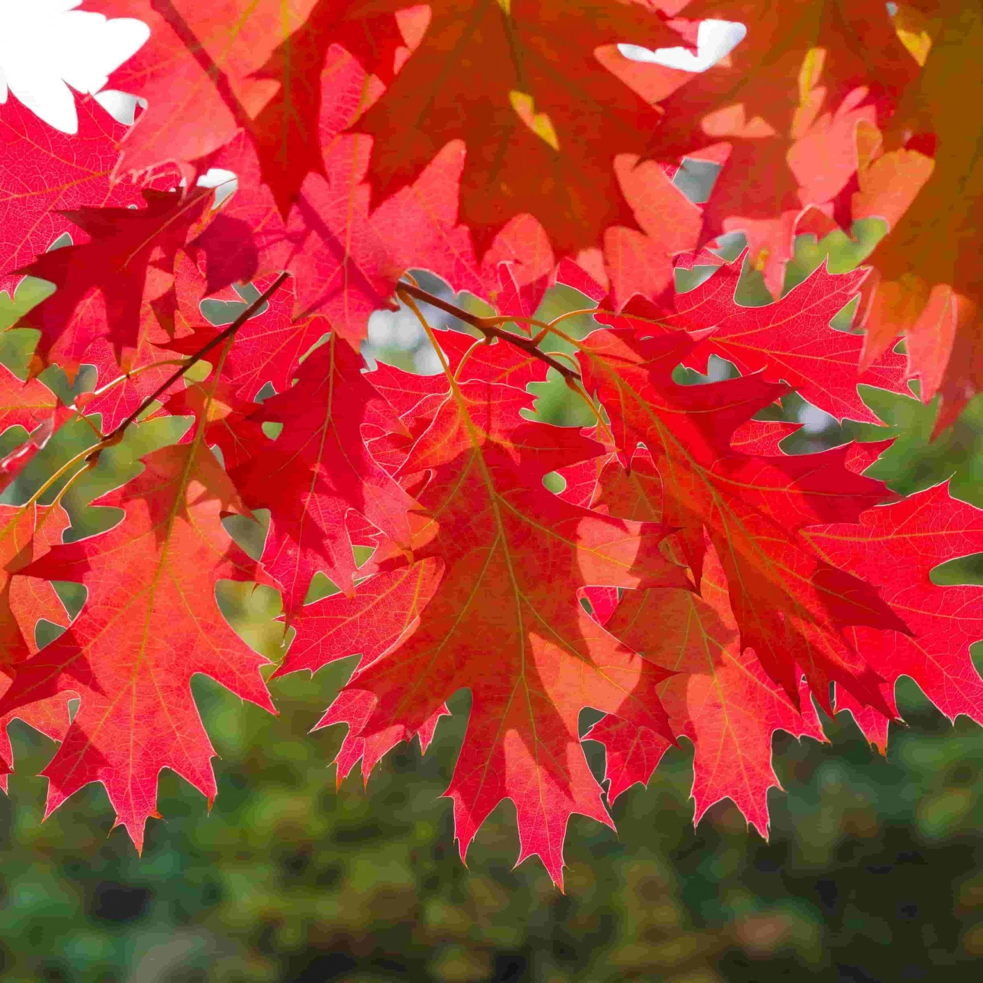 Oak - Red (Quercus rubra) tree saplings – R J Trees and Hedging Ltd