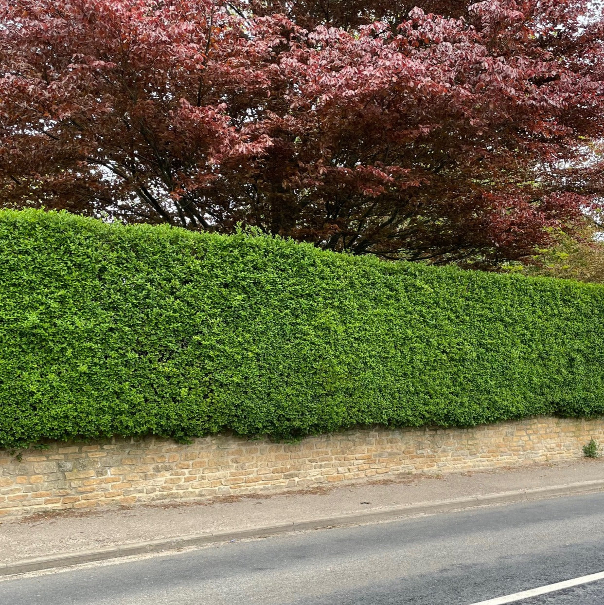 Privet - Common (Ligustrum ovalifolium) bare root hedge plants – R J ...